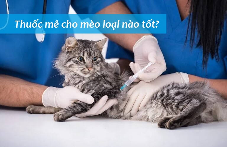 Top 5 Thuốc mê cho mèo hiệu quả cực mạnh an toàn 100%